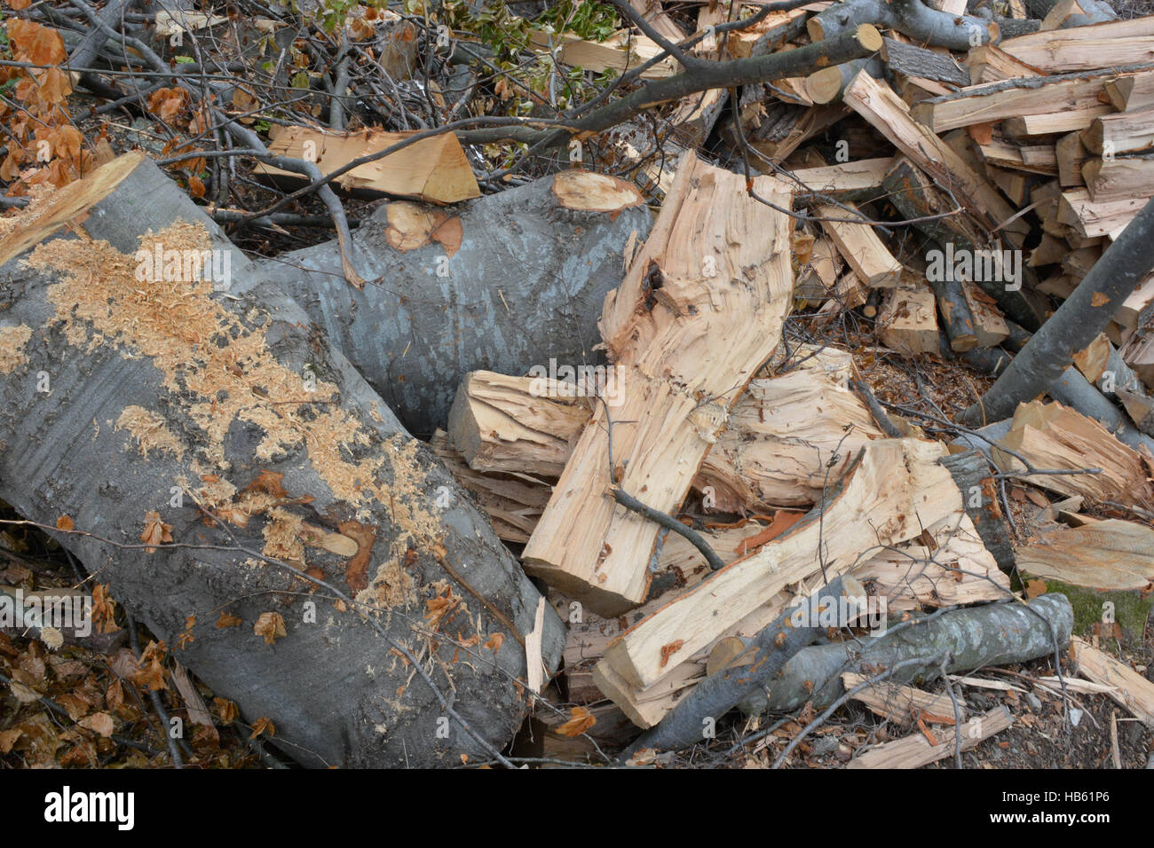Beech logs hi-res stock photography and images - Alamy