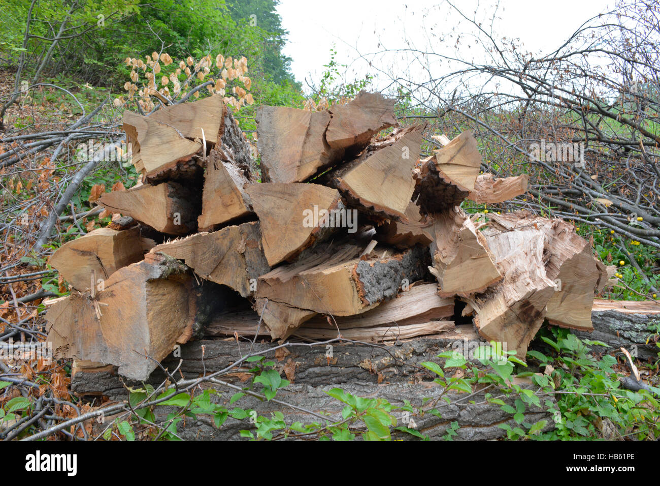 Pile of twigs and branches hi-res stock photography and images - Alamy
