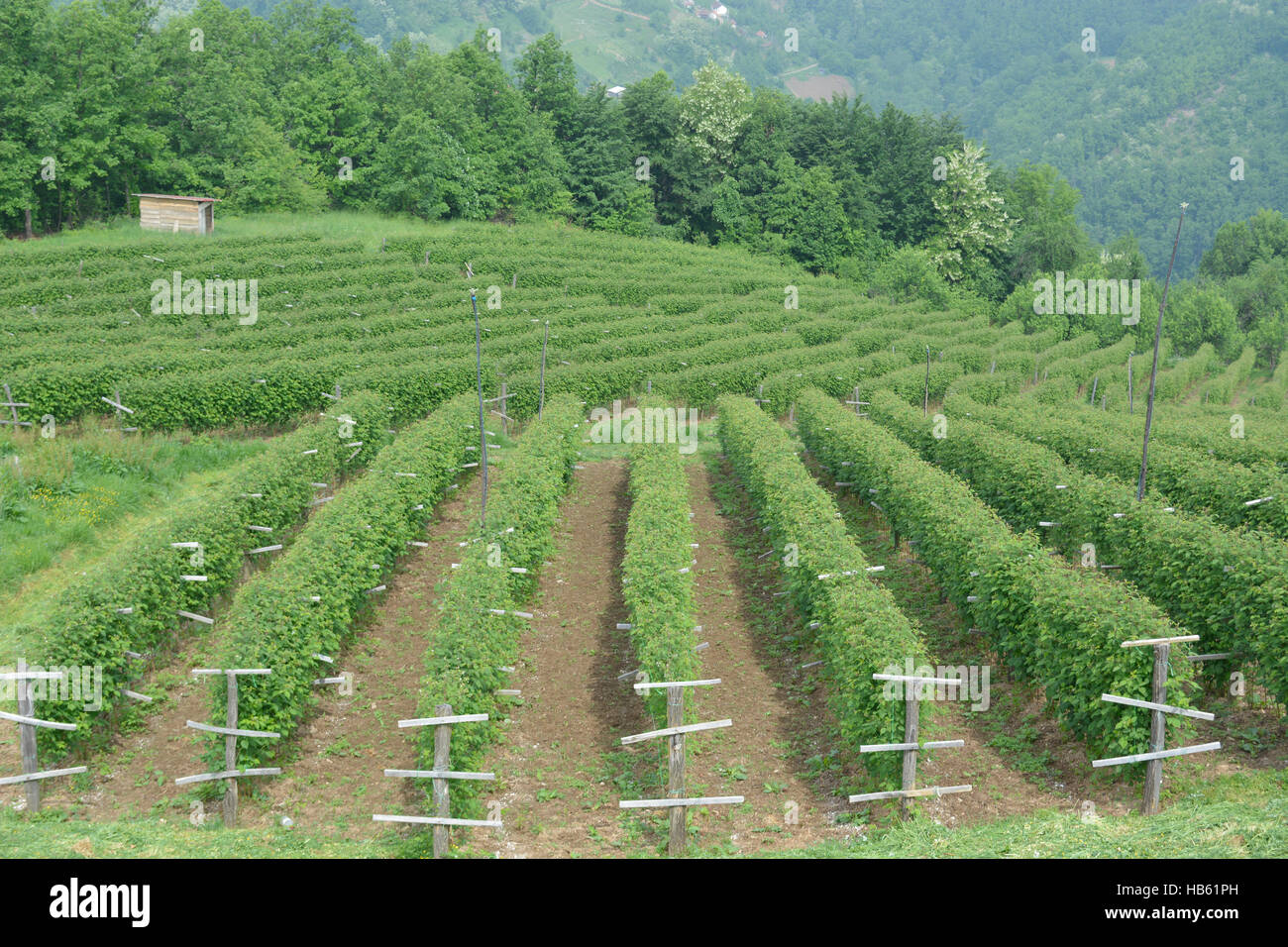 Raspberry field hi-res stock photography and images - Alamy
