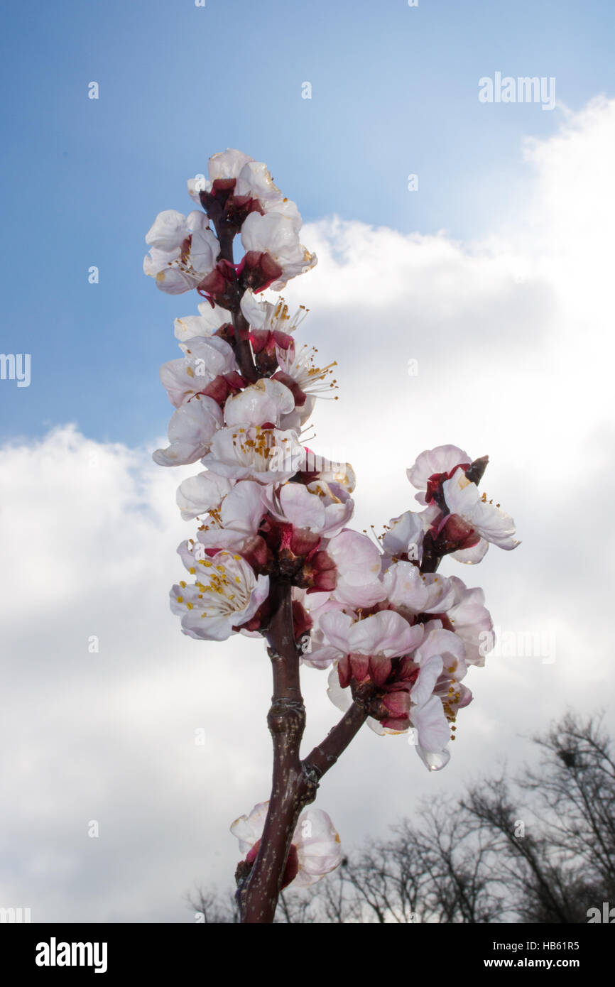 Flower of apricot Stock Photo - Alamy