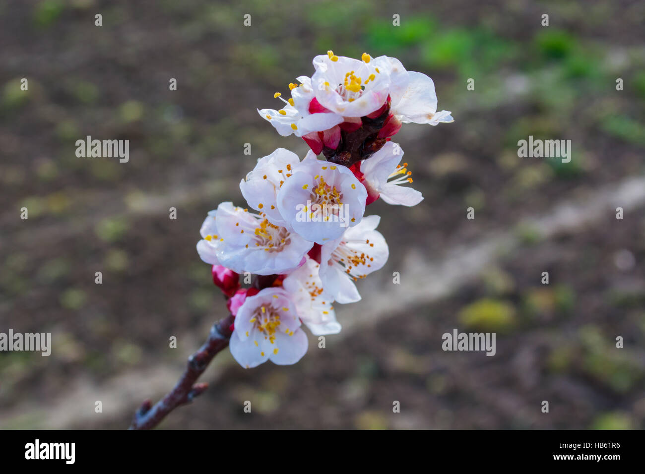 Flower of apricot Stock Photo - Alamy