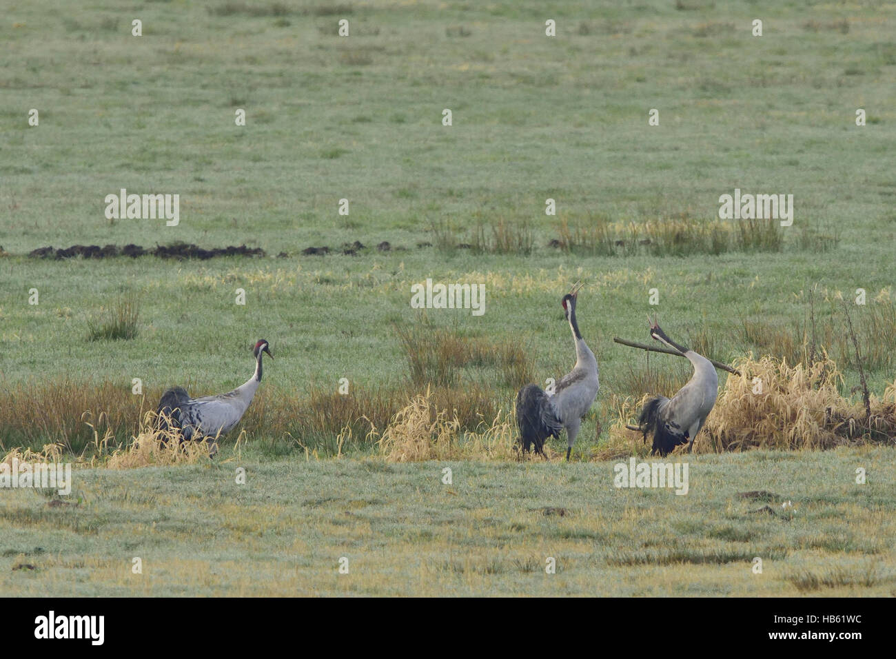 Crane courtship hi-res stock photography and images - Alamy
