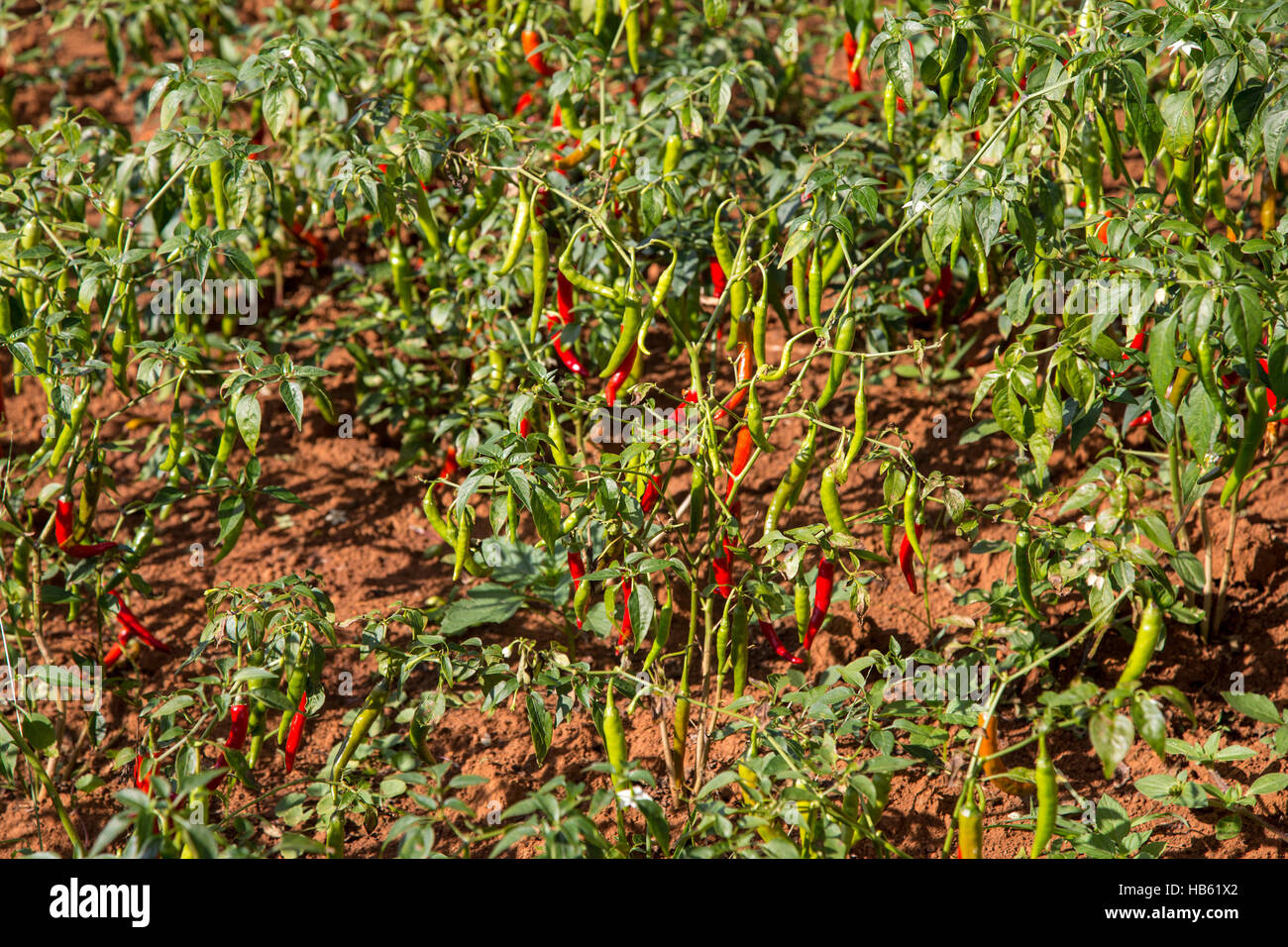 Chili pepper field india hi-res stock photography and images - Alamy