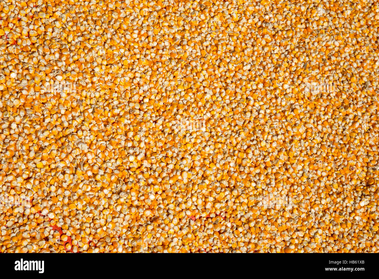 Corn seeds hi-res stock photography and images - Alamy