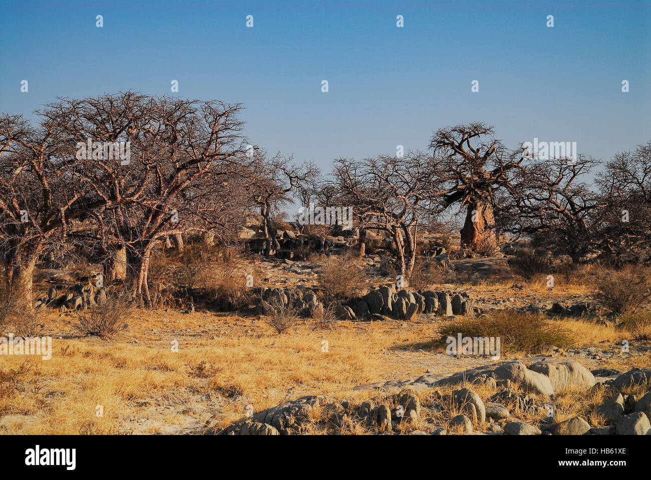 Baob tree hi-res stock photography and images - Alamy