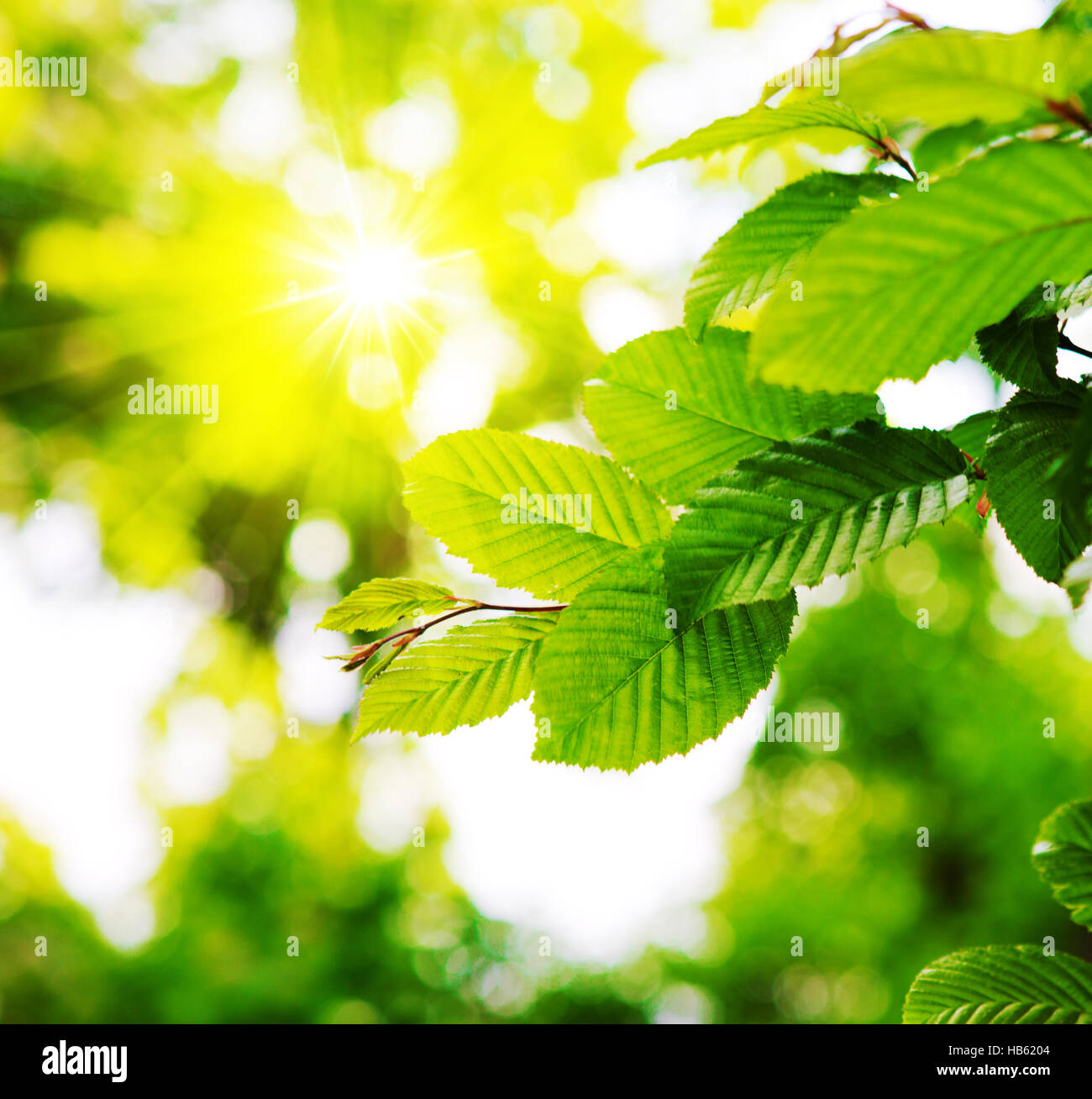 Sun ray and leaves hi-res stock photography and images - Alamy