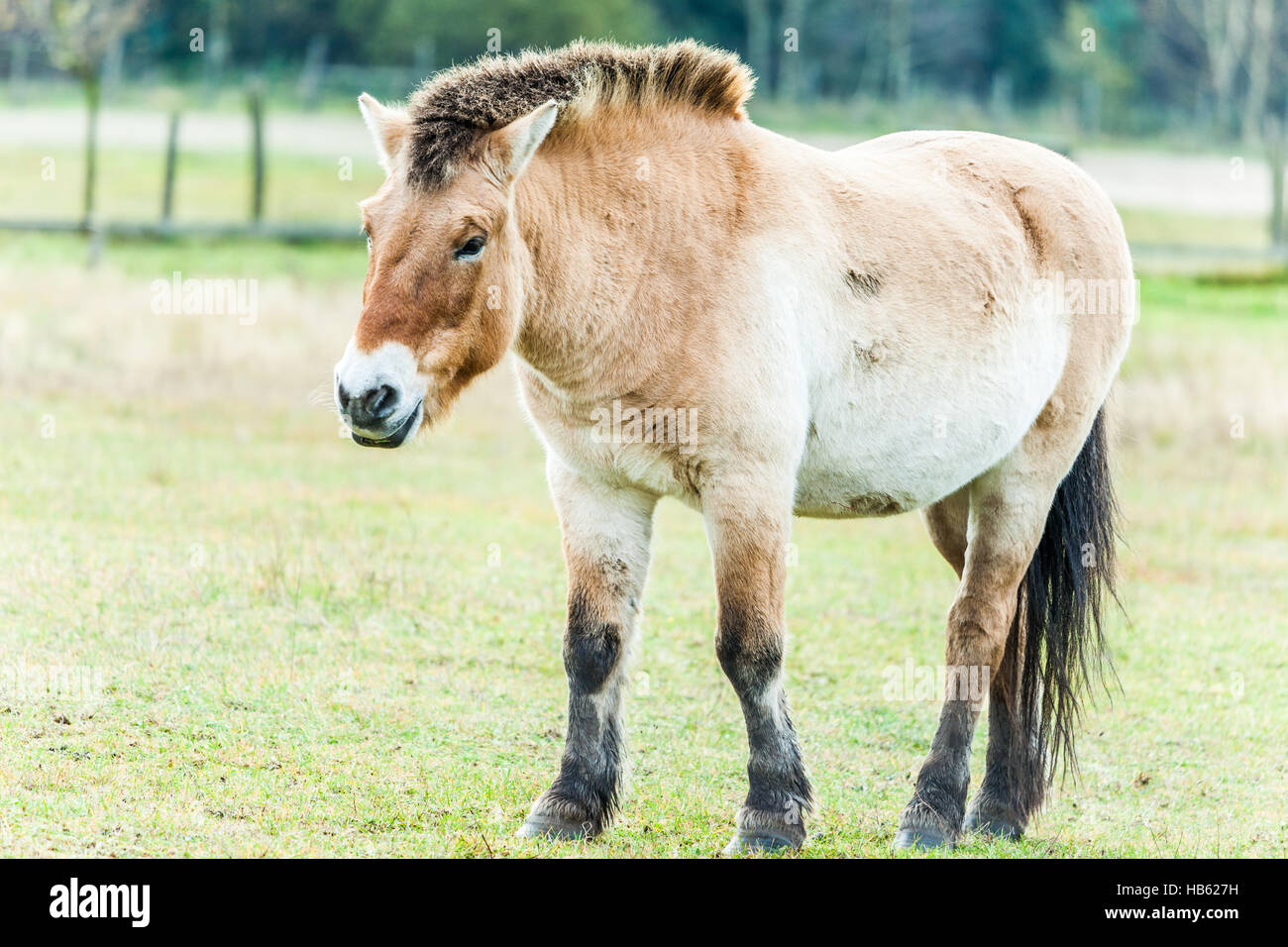 Przewalski pferd hi-res stock photography and images - Alamy