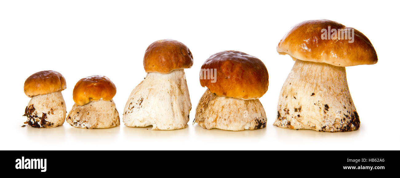 Brown cap porcini mushrooms Cut Out Stock Images & Pictures - Alamy