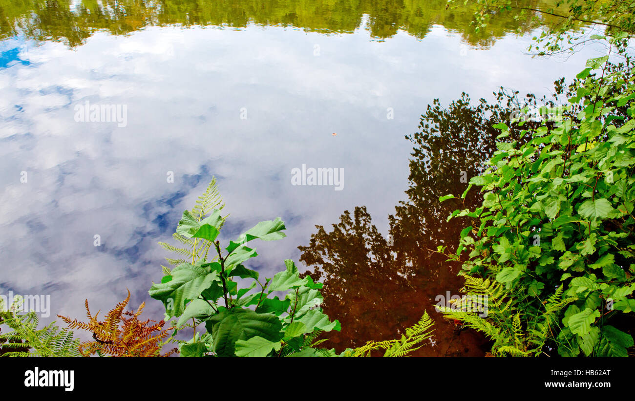 Water reflection and plants Stock Photo - Alamy