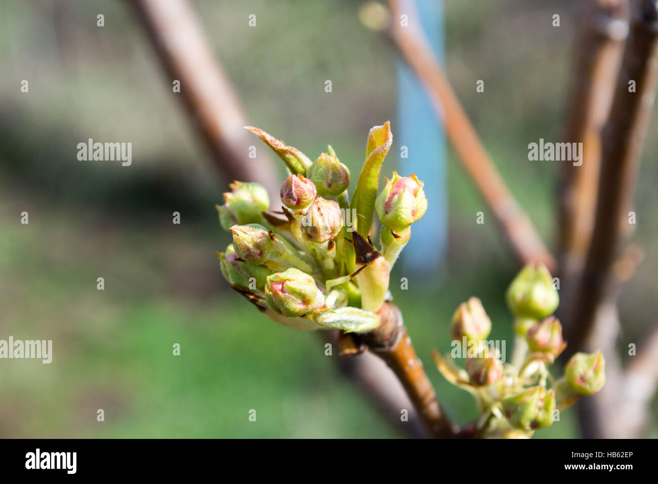 Buds Of The Pear Tree High Resolution Stock Photography and Images - Alamy