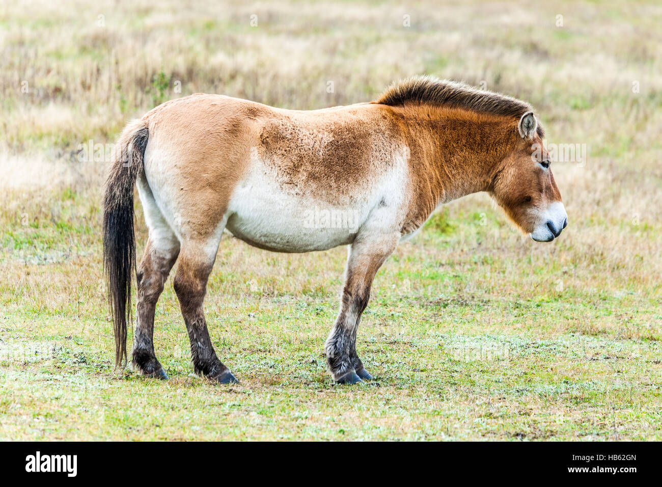 Przewalski pferd hi-res stock photography and images - Alamy