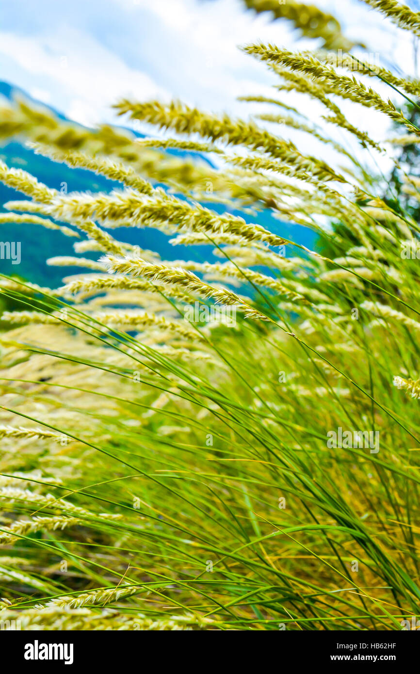 Windy vertical hi-res stock photography and images - Alamy