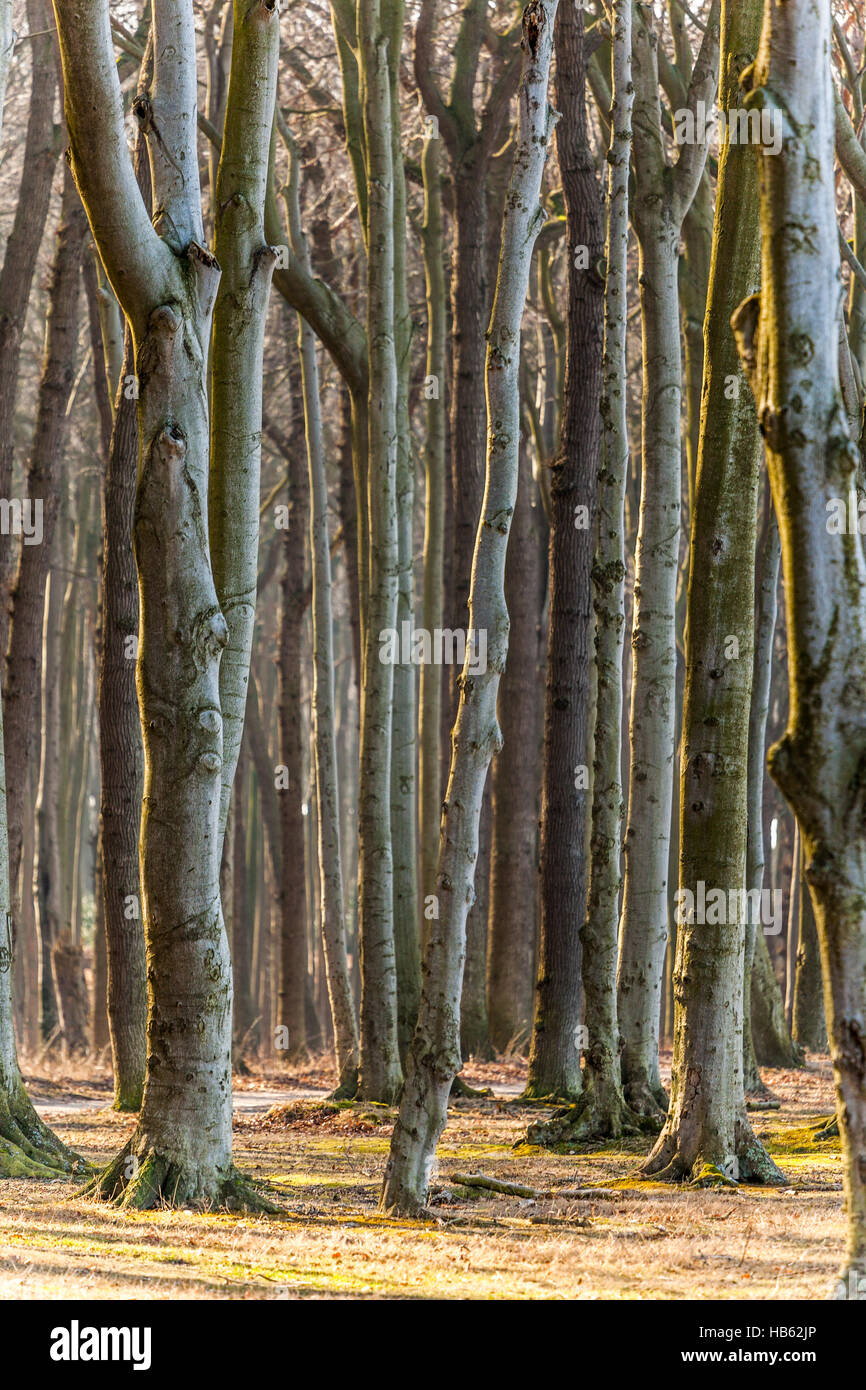 Ghost forest nienhagen mecklenburg vorpommern germany hi-res stock ...