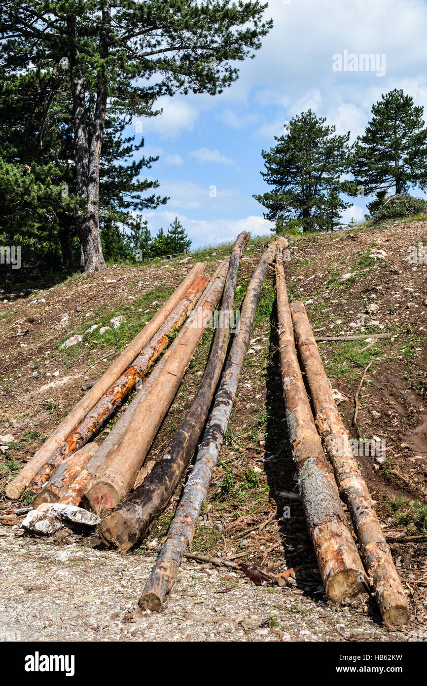 Pine logs tree hi-res stock photography and images - Alamy