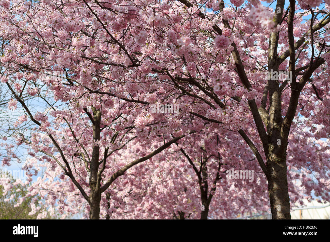 Beautiful blooming pink tree in hi-res stock photography and images - Alamy
