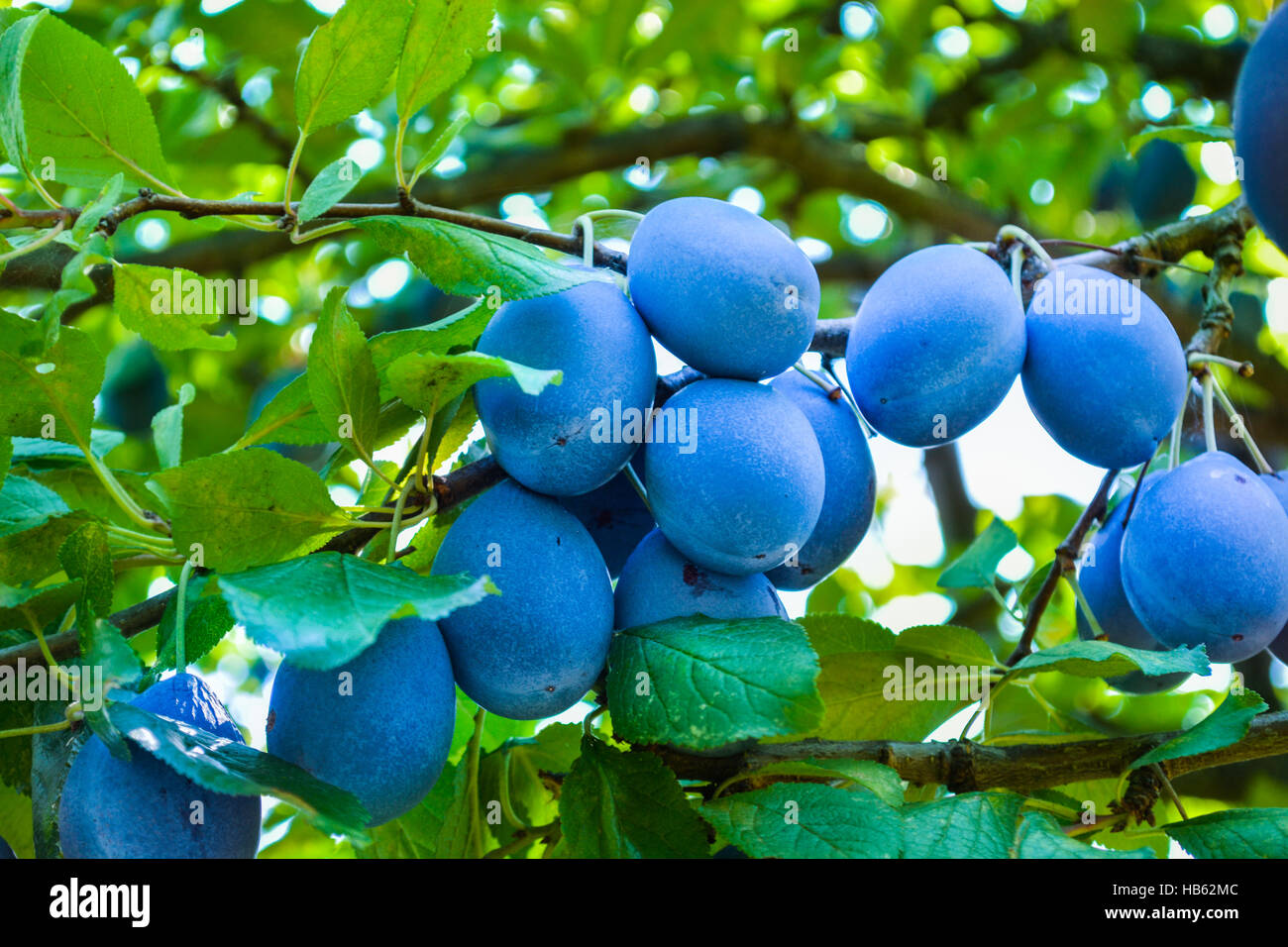 Group of fresh plums Stock Photo - Alamy