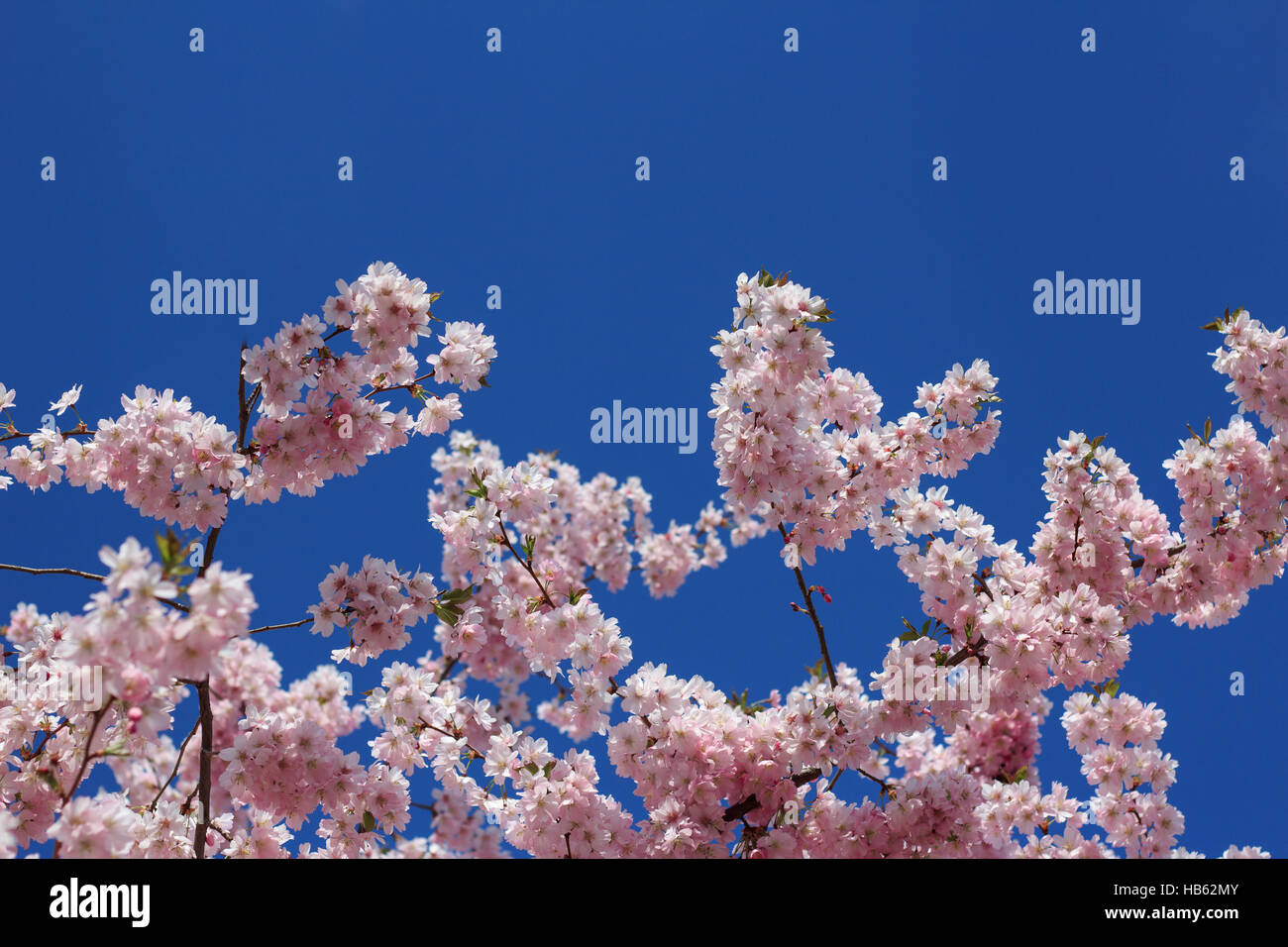 Pink spring bloom blooming blossom hi-res stock photography and images ...
