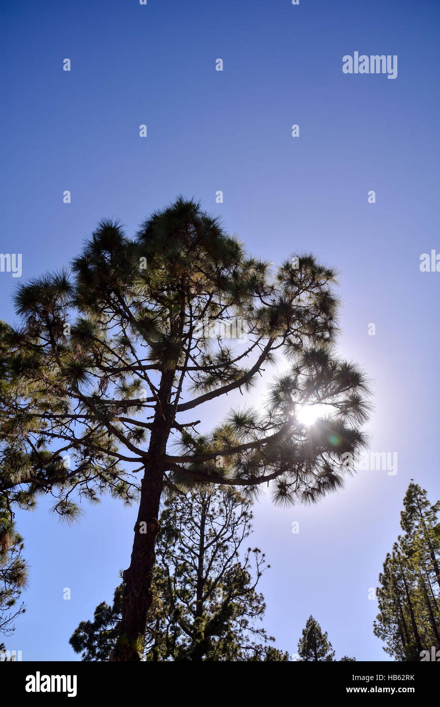 Pine Tree View Stock Photo - Alamy