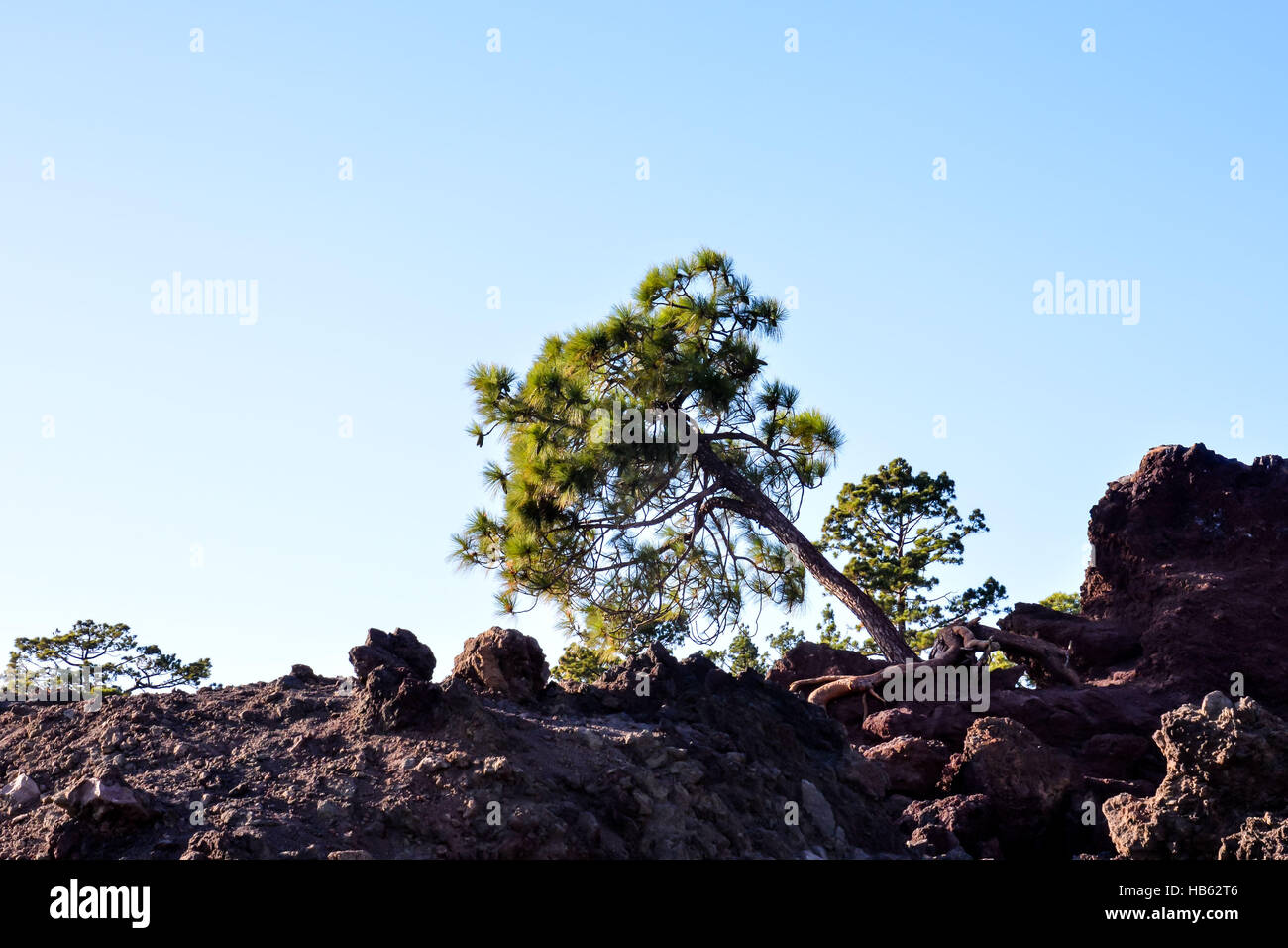 Pine Tree View Stock Photo - Alamy