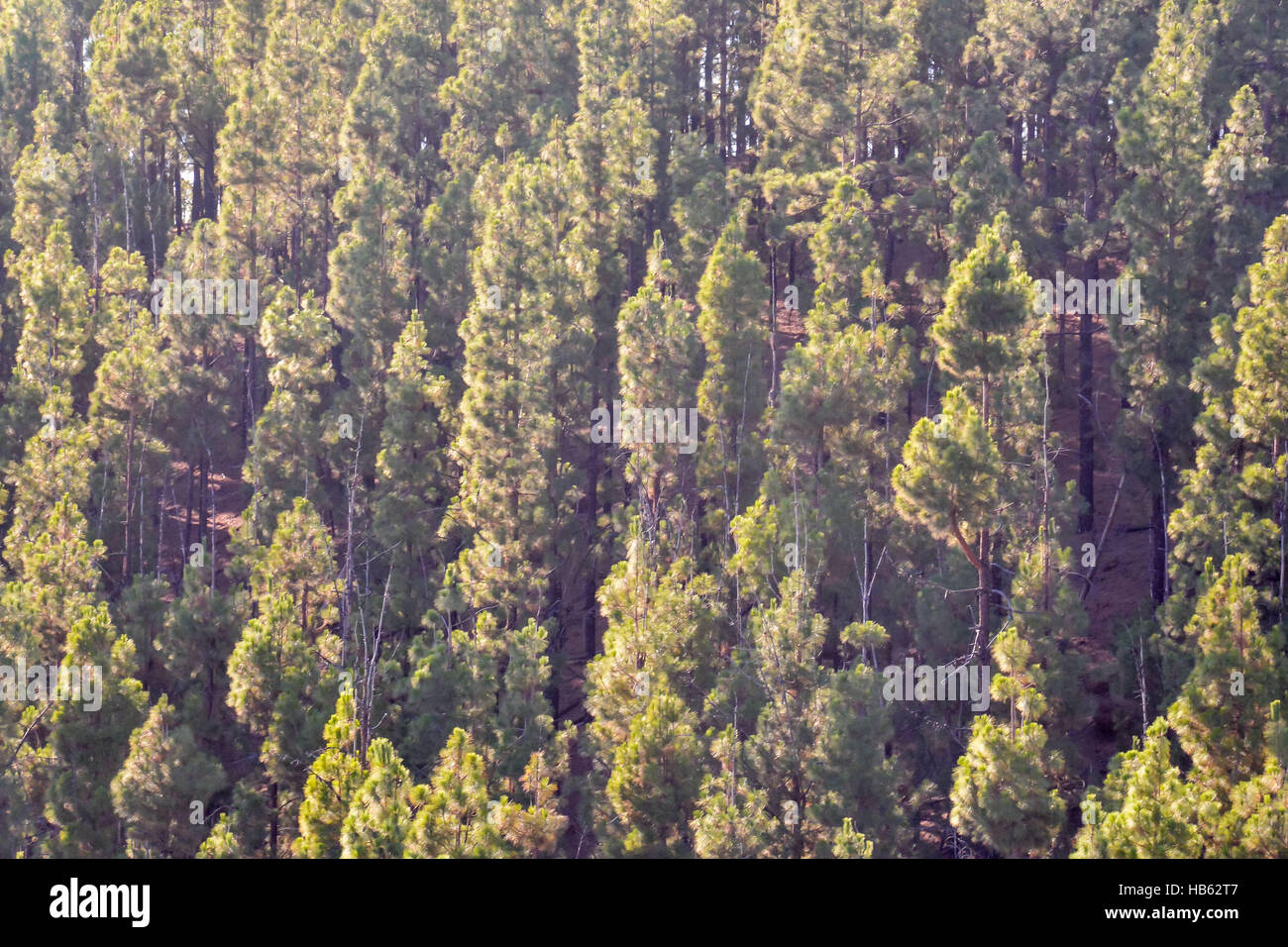 Pine Tree View Stock Photo - Alamy