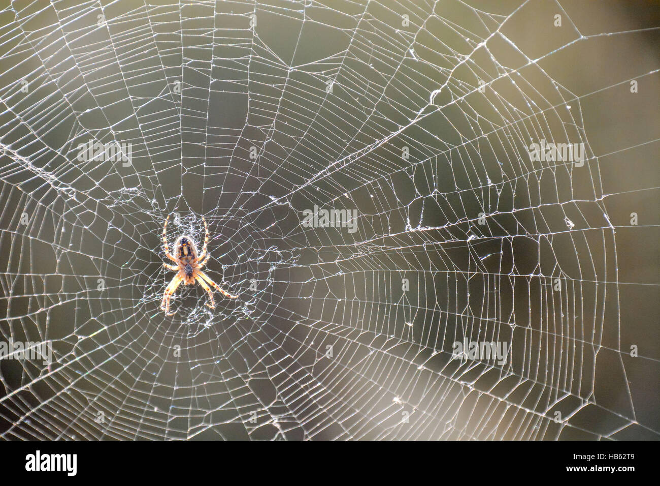 Spider and his Web Stock Photo - Alamy