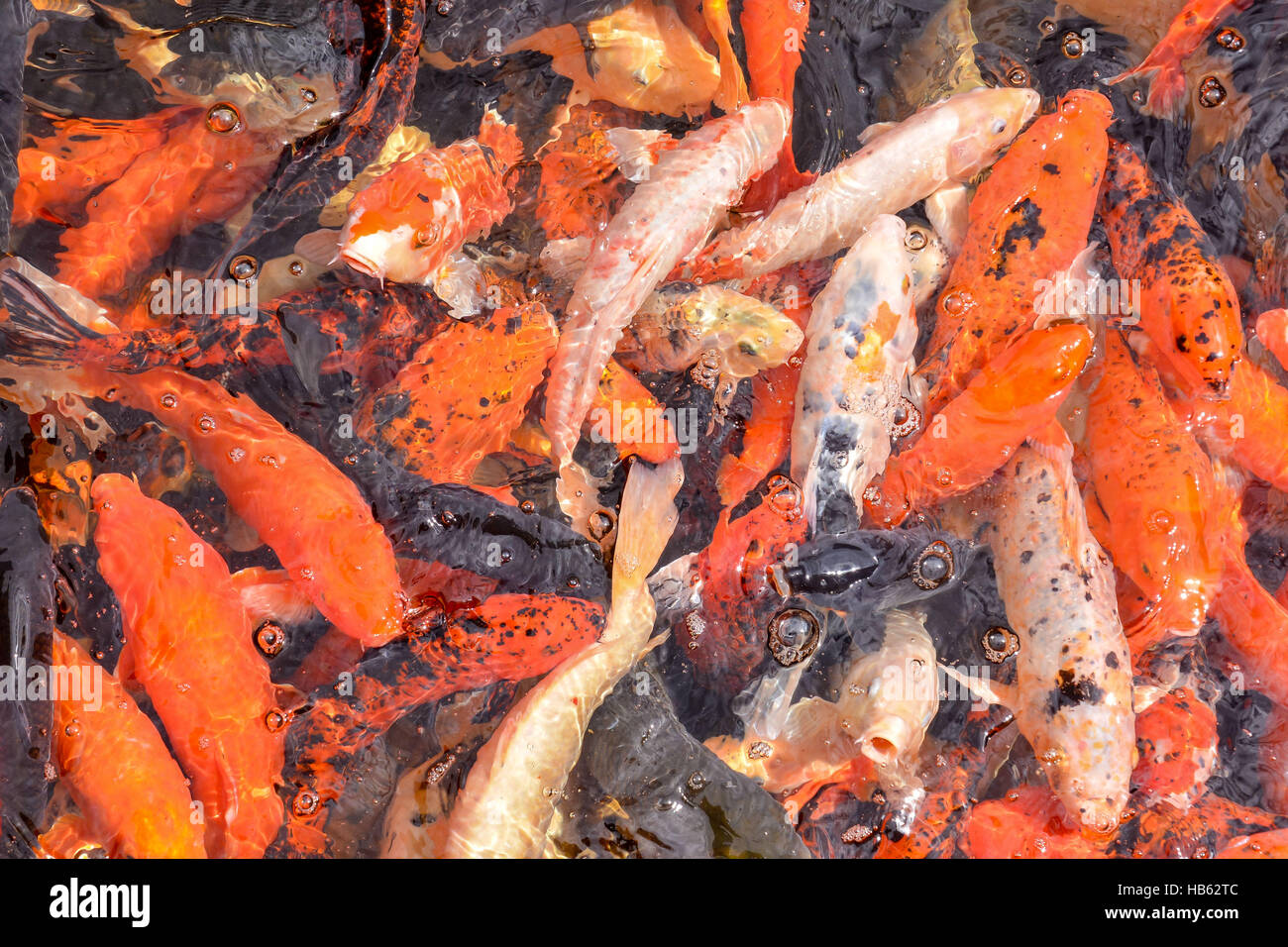 Fish texture hi-res stock photography and images - Alamy