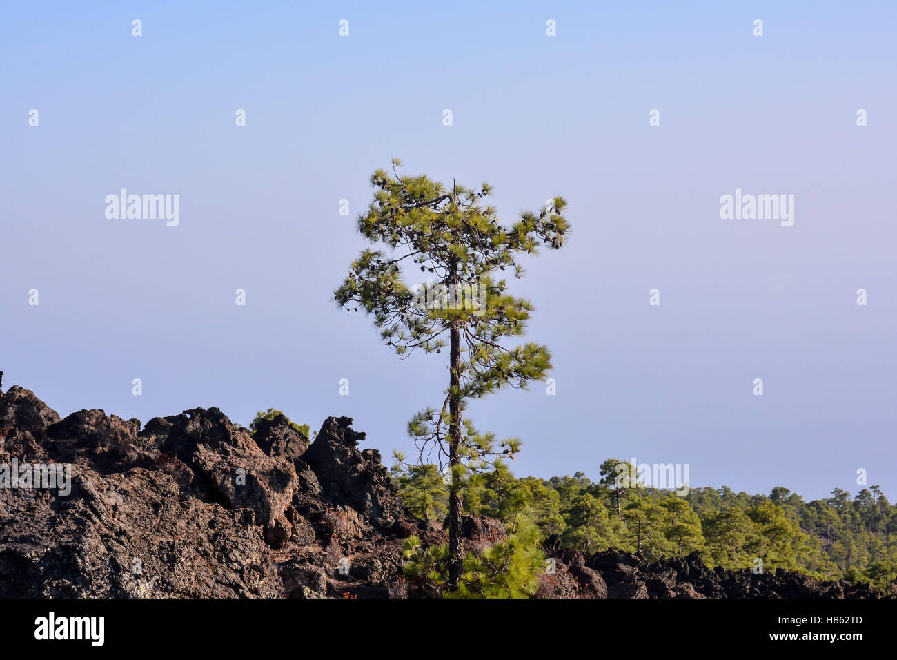Pine Tree View Stock Photo - Alamy