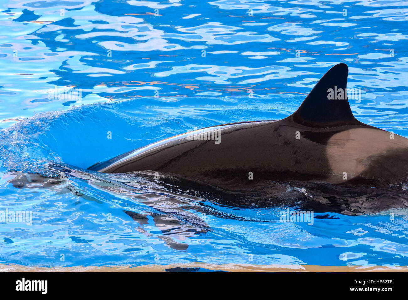 Mammal Orca Killer Whale Fish Stock Photo - Alamy