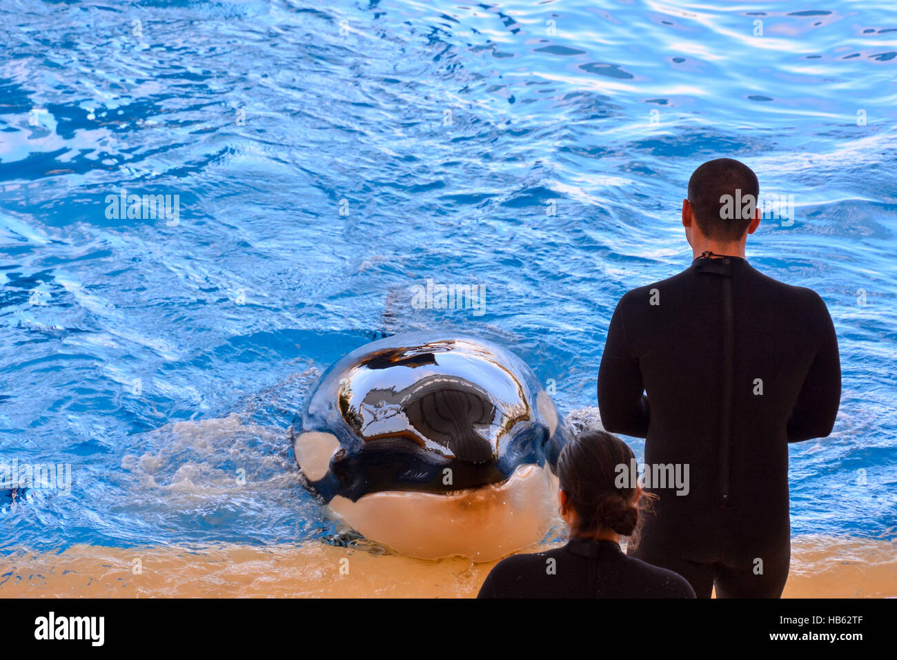 Mammal Orca Killer Whale Fish Stock Photo - Alamy