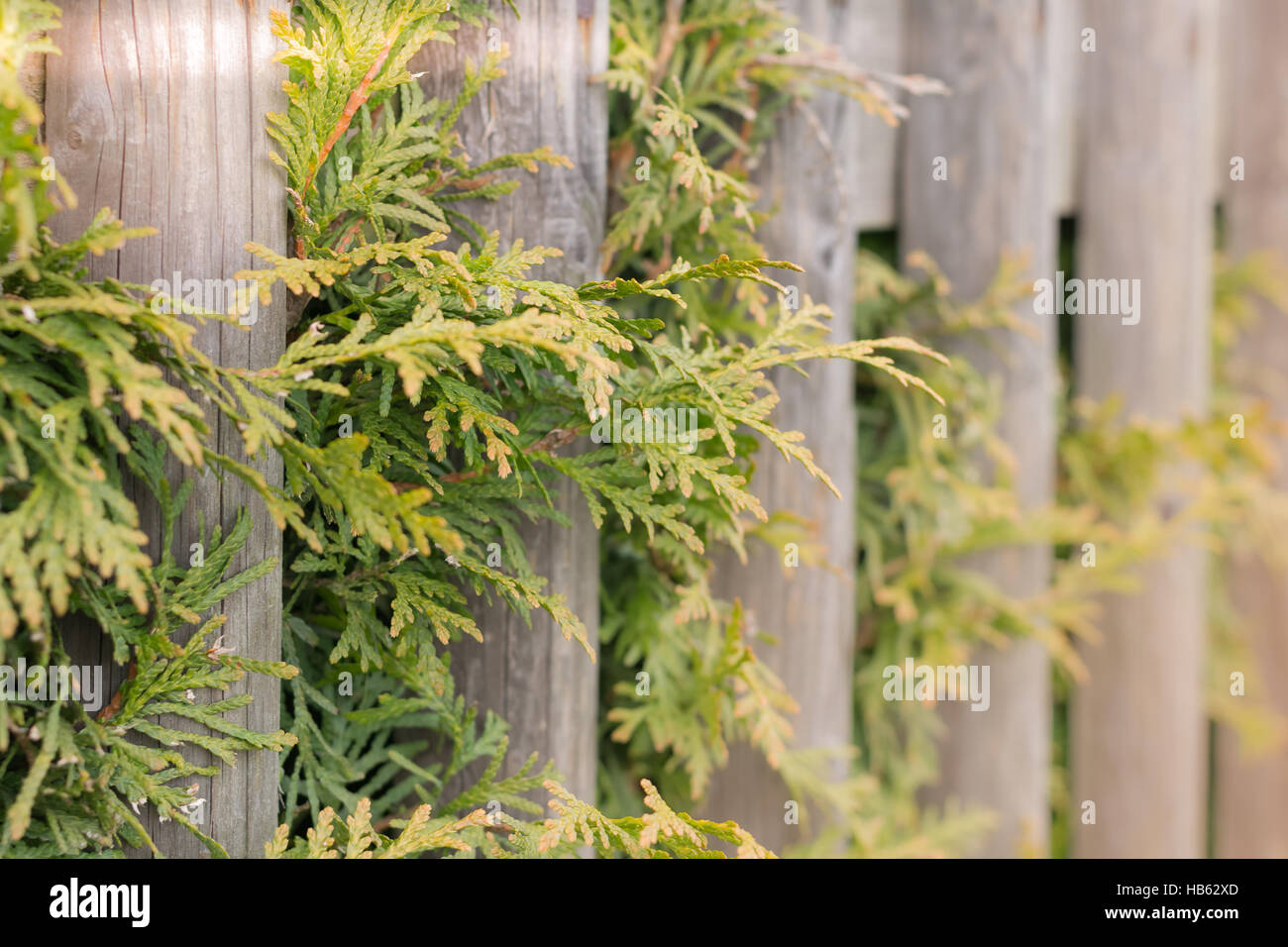 Leaves protrude through wooden fence Stock Photo - Alamy