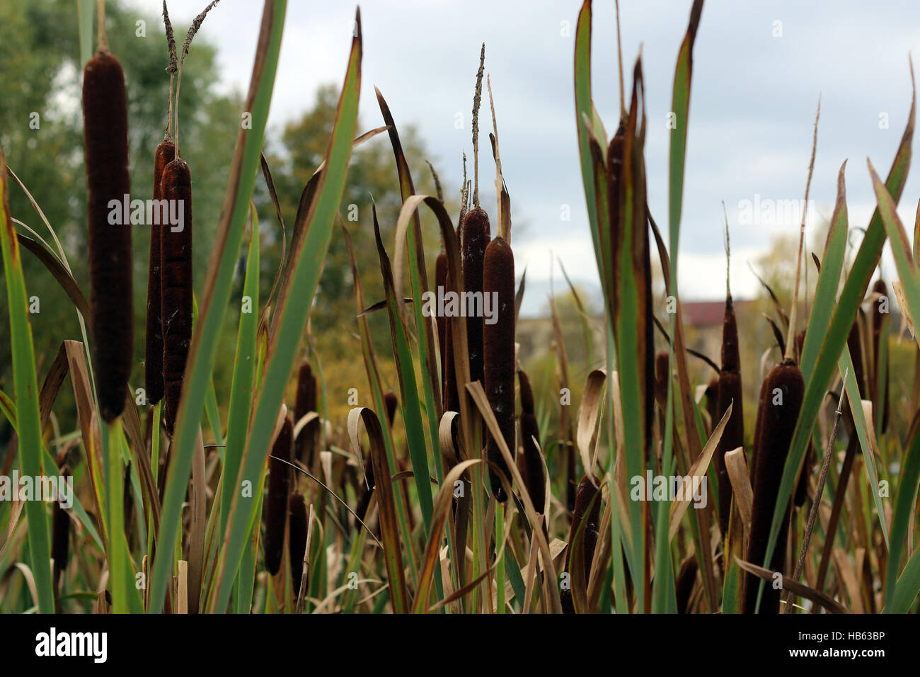 reed cane background Stock Photo - Alamy