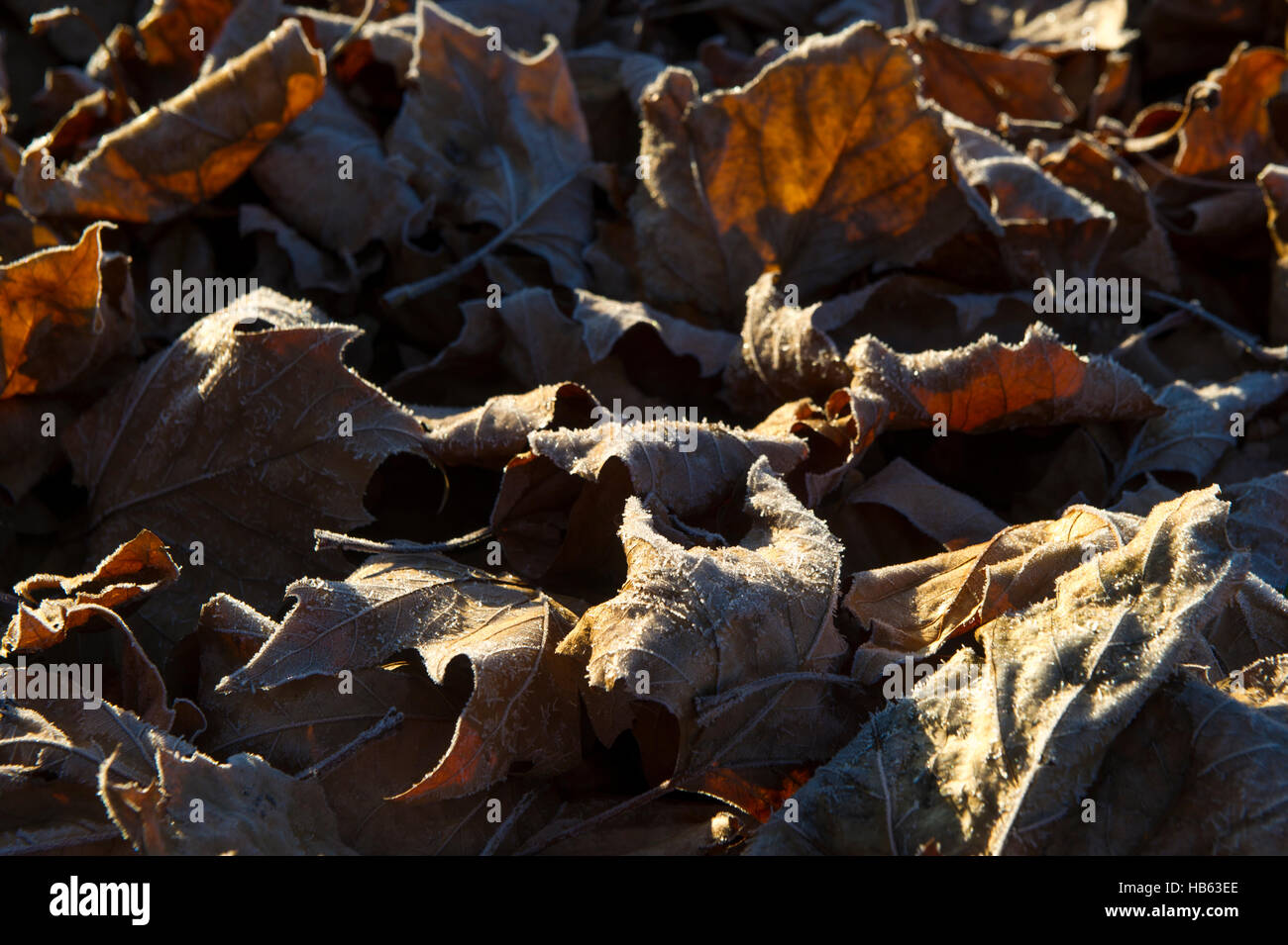 Frozen leaves in autumn Stock Photo - Alamy