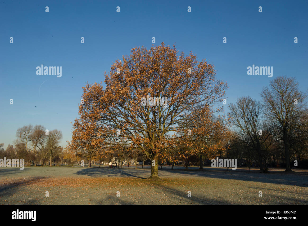 Gold leaves tree hi-res stock photography and images - Alamy