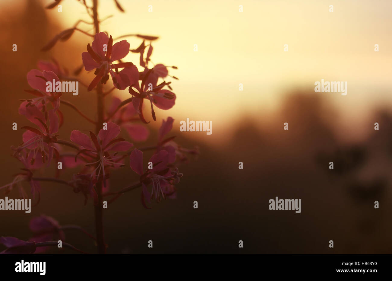 wild flower in fog on sunset Stock Photo - Alamy