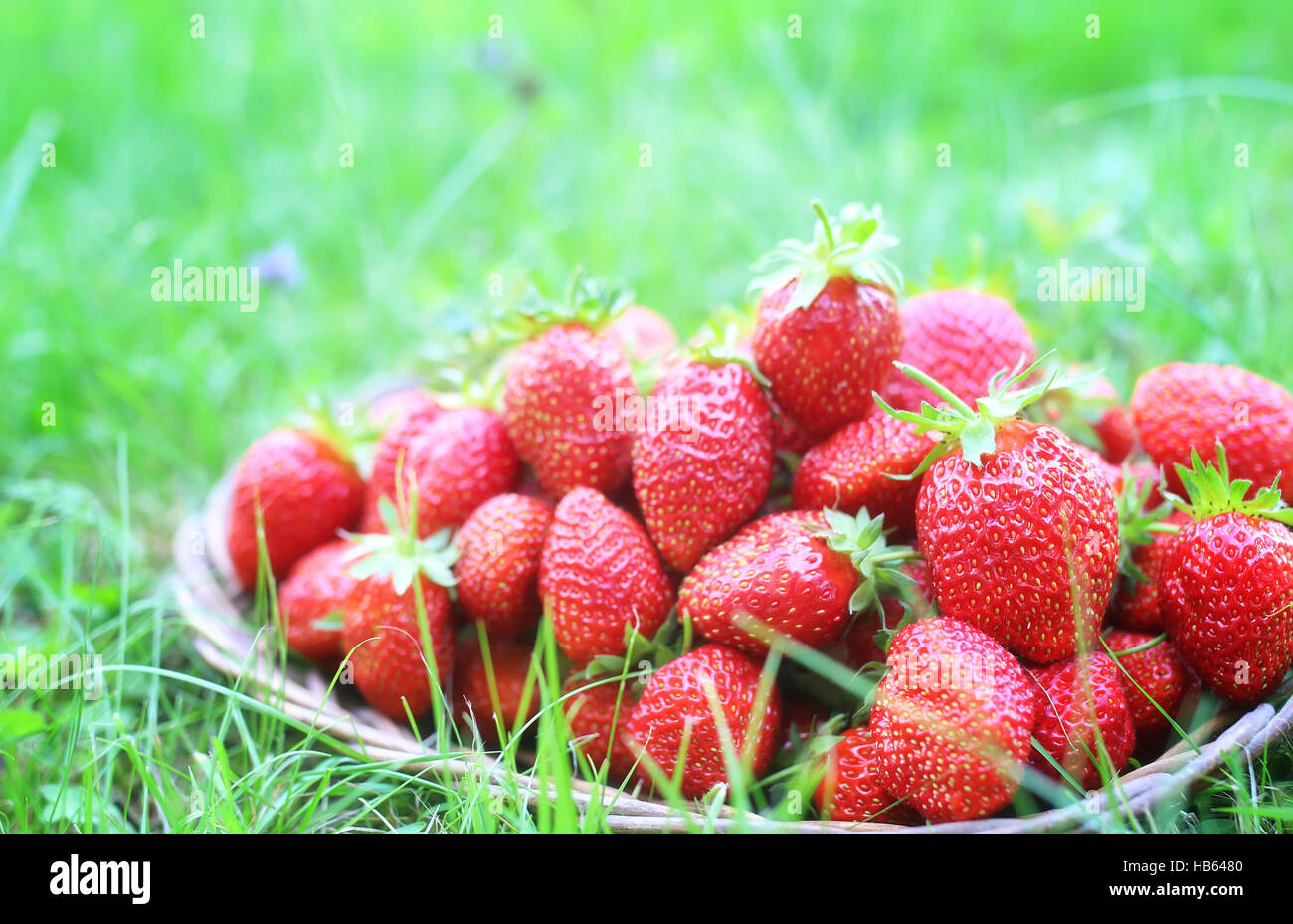 fresh strawberry outdoor Stock Photo - Alamy