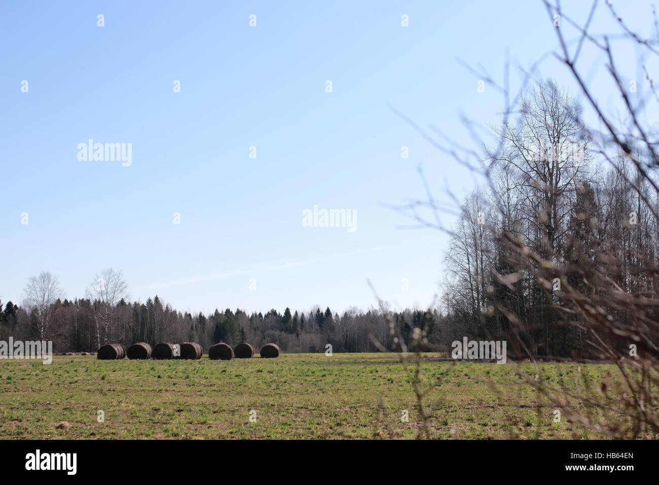new life in spring brunch of tree Stock Photo - Alamy