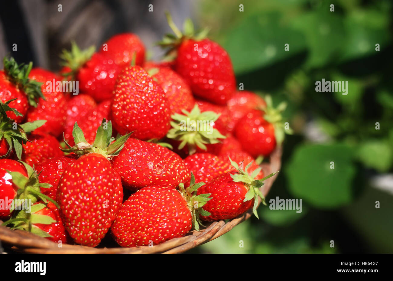 fresh strawberry outdoor Stock Photo - Alamy