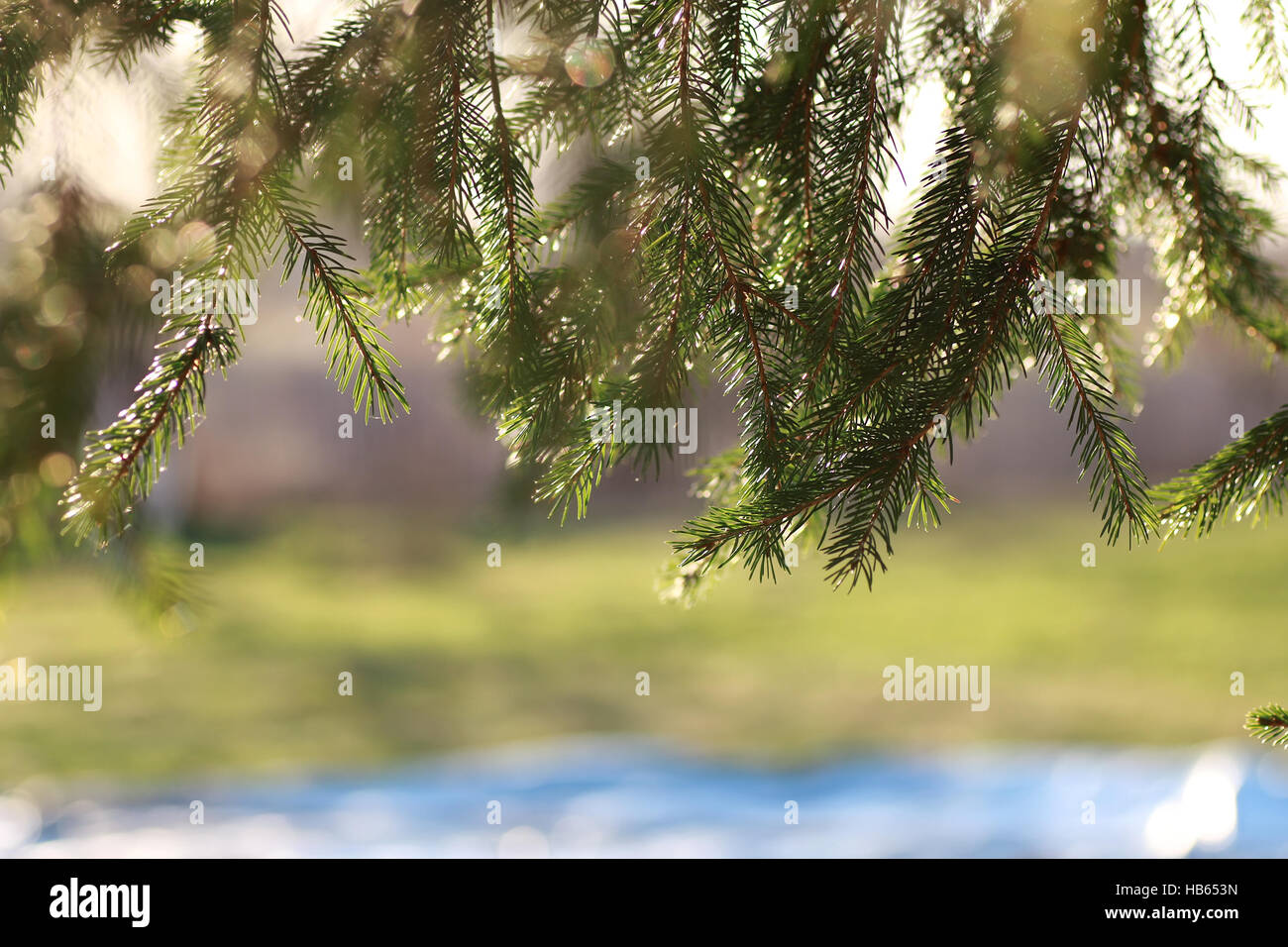 new life in spring brunch of tree Stock Photo - Alamy