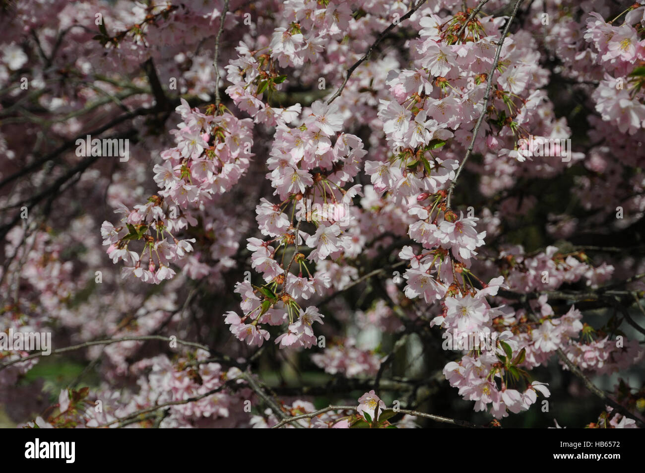Prunus subhirtella Accolade, Flowering cherry Stock Photo - Alamy