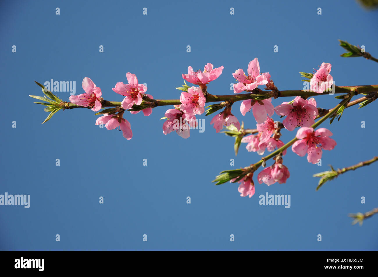 Prunus persica, Peach Stock Photo - Alamy