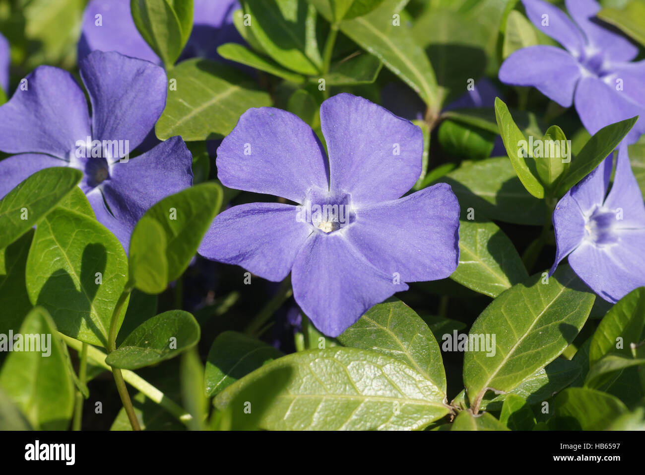 Vinca minor, Lesser periwinkle Stock Photo - Alamy