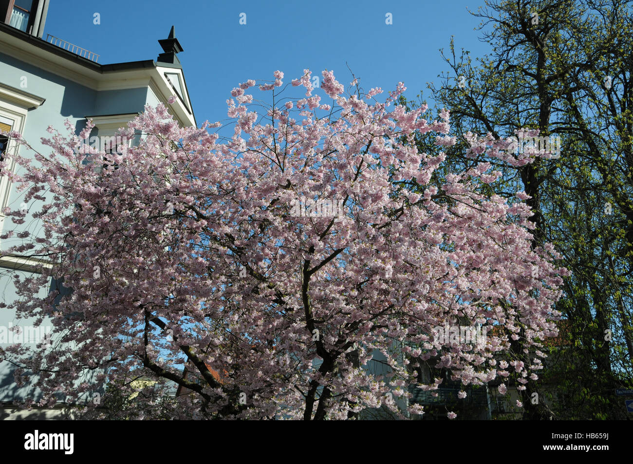 Prunus subhirtella Accolade, Flowering cherry Stock Photo - Alamy
