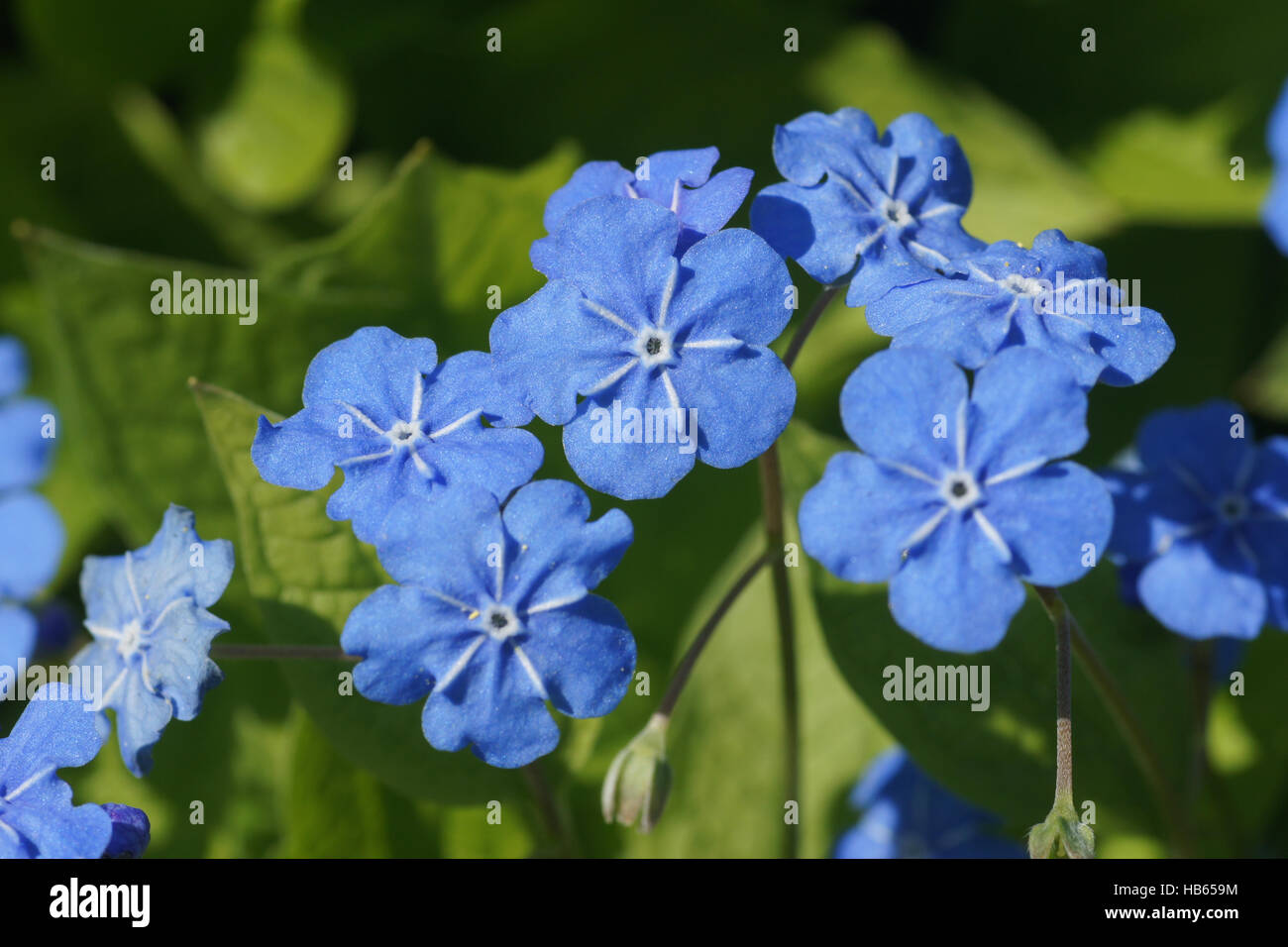 Omphalodes verna, Creeping navelwort Stock Photo - Alamy
