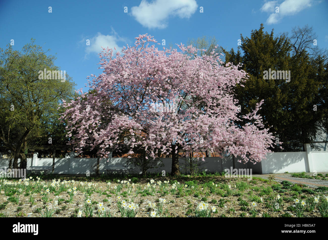 Prunus subhirtella Accolade, Flowering cherry Stock Photo - Alamy