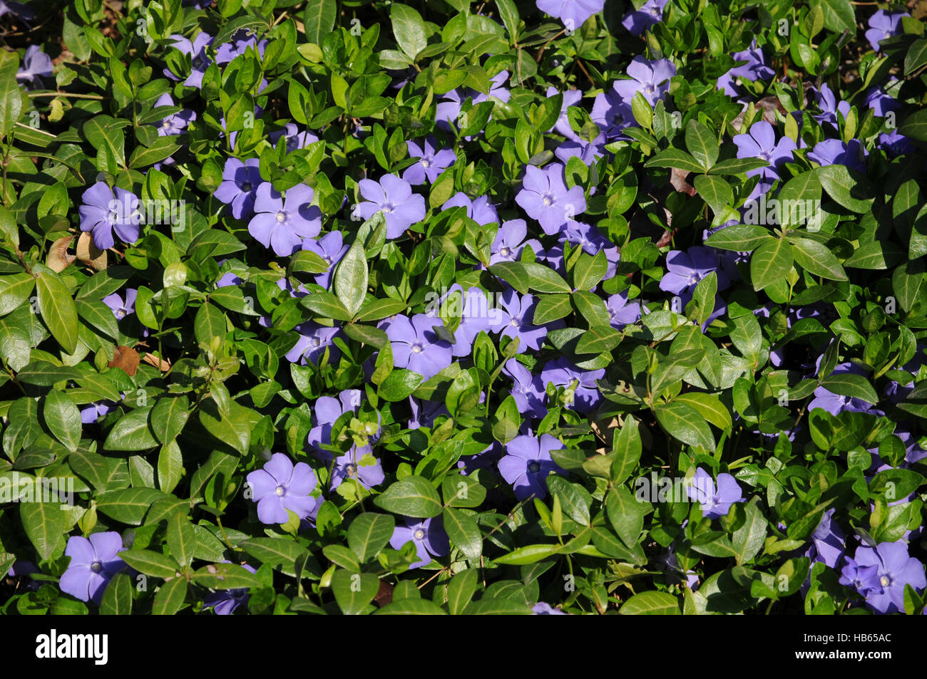 Vinca minor, Lesser periwinkle Stock Photo - Alamy