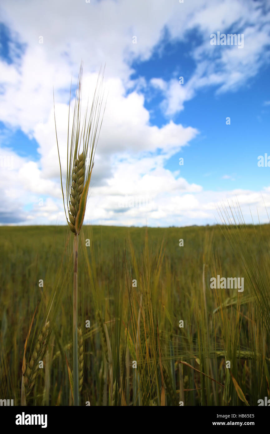 cereal rye field Stock Photo - Alamy