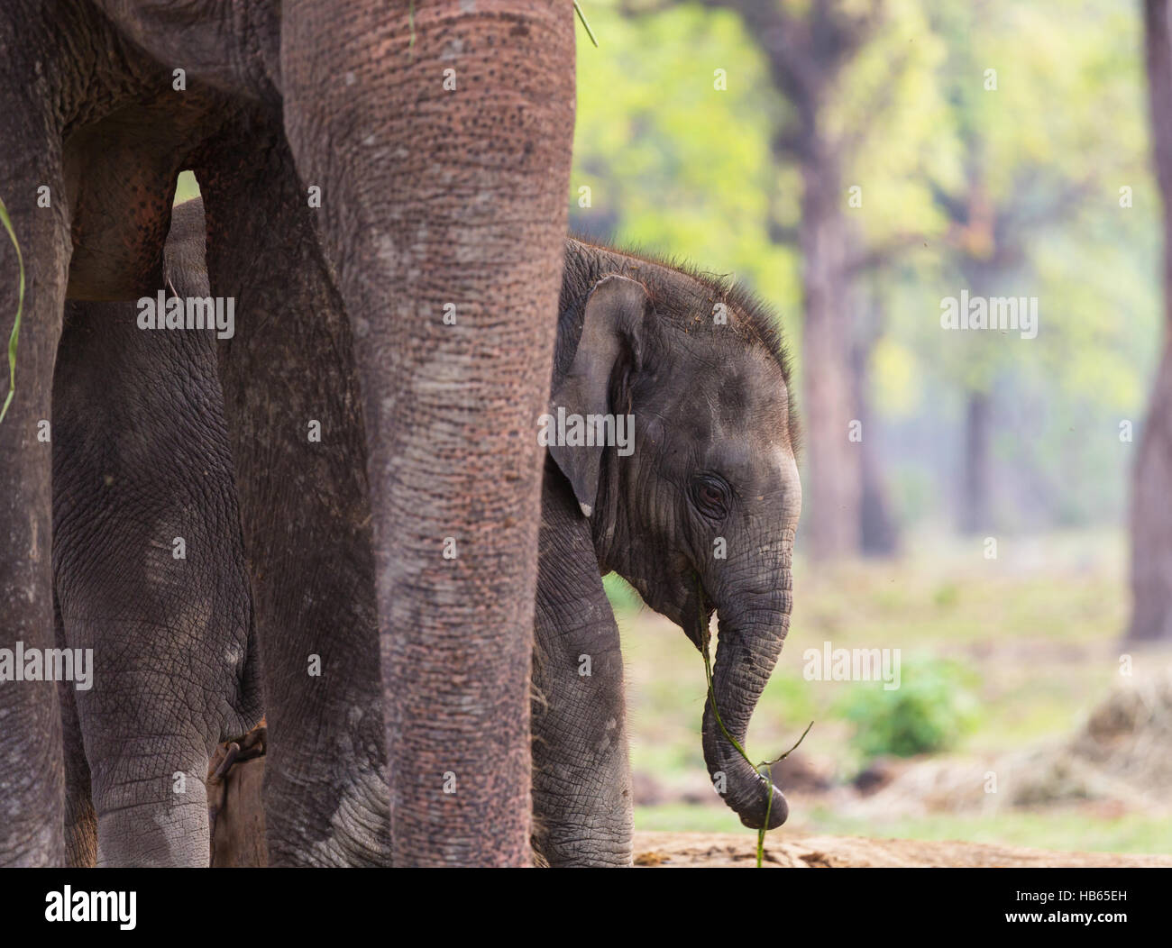 Elephant in Nepal Stock Photo - Alamy