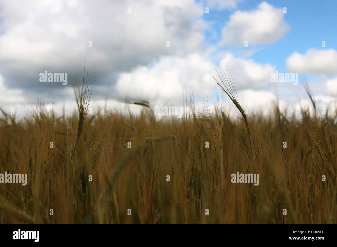 cereal rye field Stock Photo - Alamy