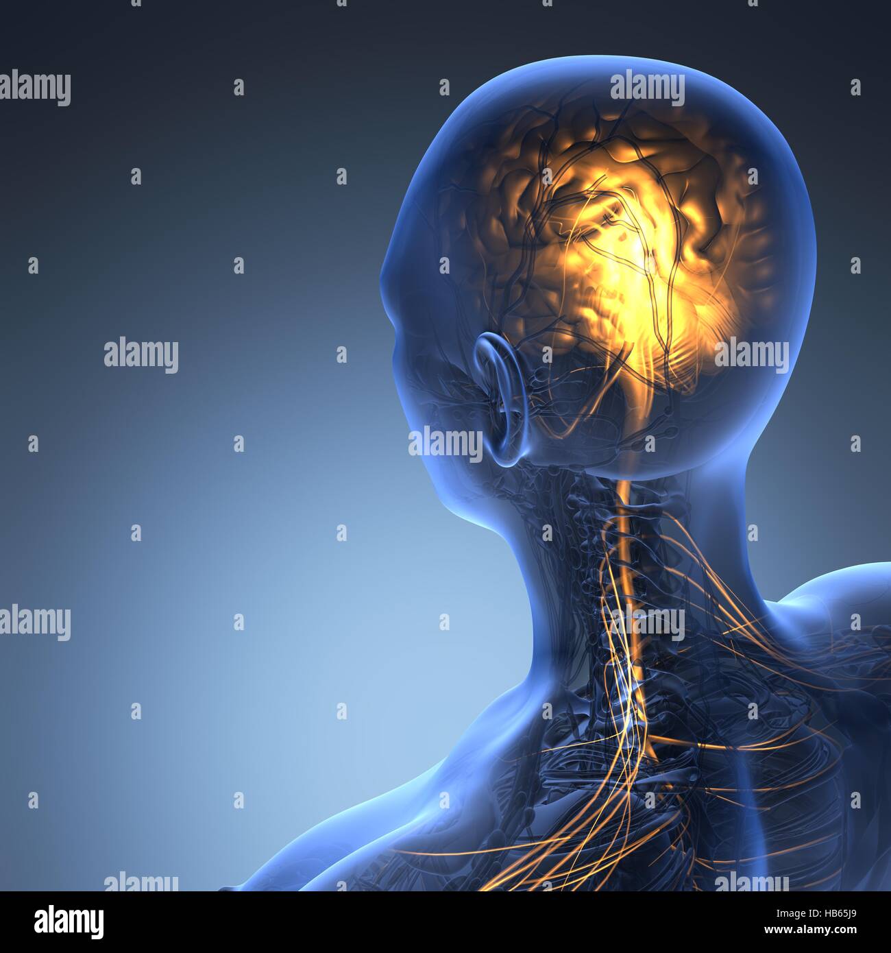 science anatomy of human brain in x-ray Stock Photo - Alamy