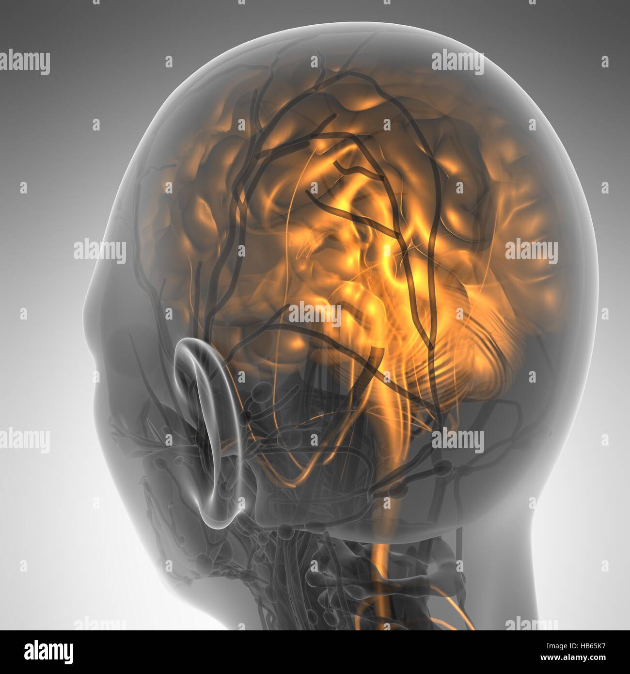 science anatomy of human brain in x-ray Stock Photo - Alamy
